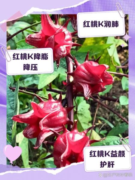 红桃k的作用及功效_红桃k适合什么人吃-第1张图片-山城妙识 红桃k的作用及功效_红桃k适合什么人吃-第1张图片-山城妙识