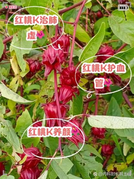 红桃k的作用及功效_红桃k适合什么人吃-第3张图片-山城妙识 红桃k的作用及功效_红桃k适合什么人吃-第3张图片-山城妙识