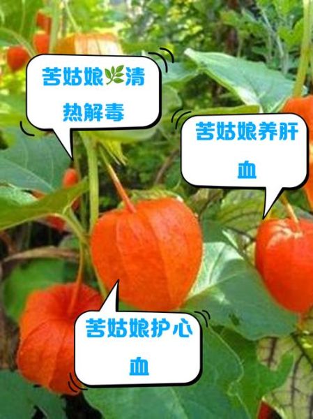 苦姑娘泡水喝的禁忌_苦姑娘泡水一天喝几次-第1张图片-山城妙识