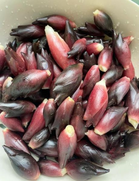 阳荷图片_阳荷长什么样-第1张图片-山城妙识