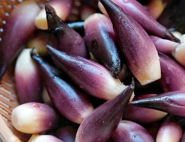 阳荷图片_阳荷长什么样-第2张图片-山城妙识