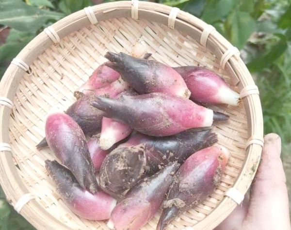 阳荷图片_阳荷长什么样-第3张图片-山城妙识