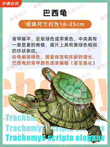巴西红耳龟图片_如何辨别真假-第2张图片-山城妙识