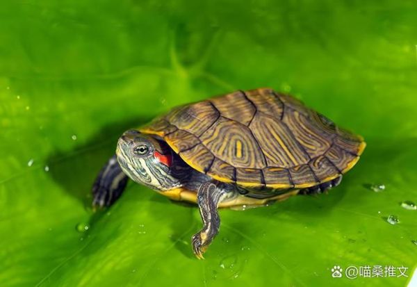 巴西红耳龟图片_如何辨别真假-第1张图片-山城妙识