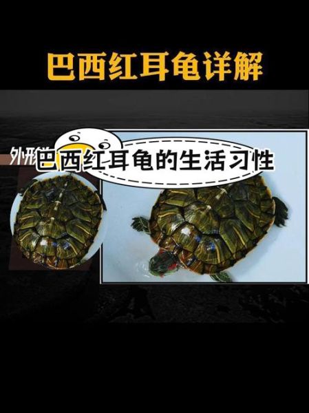 巴西红耳龟图片_如何辨别真假-第3张图片-山城妙识
