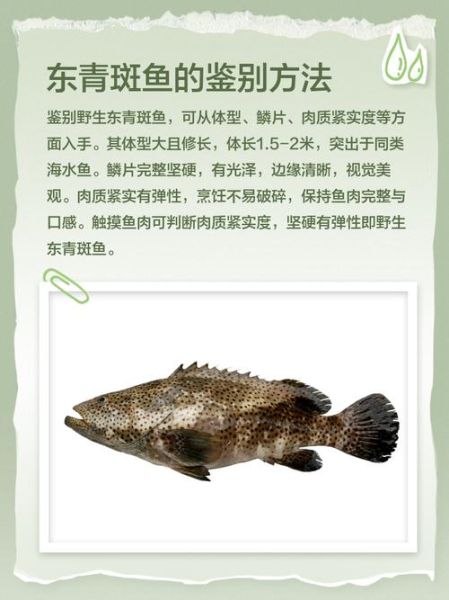 斑鱼多少钱一斤_斑鱼价格受哪些因素影响-第1张图片-山城妙识 斑鱼多少钱一斤_斑鱼价格受哪些因素影响-第1张图片-山城妙识