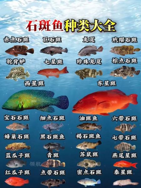 斑鱼多少钱一斤_斑鱼价格受哪些因素影响-第3张图片-山城妙识 斑鱼多少钱一斤_斑鱼价格受哪些因素影响-第3张图片-山城妙识