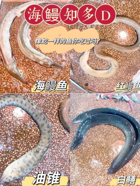 中国鳗鱼有几种_常见品种与分布-第1张图片-山城妙识