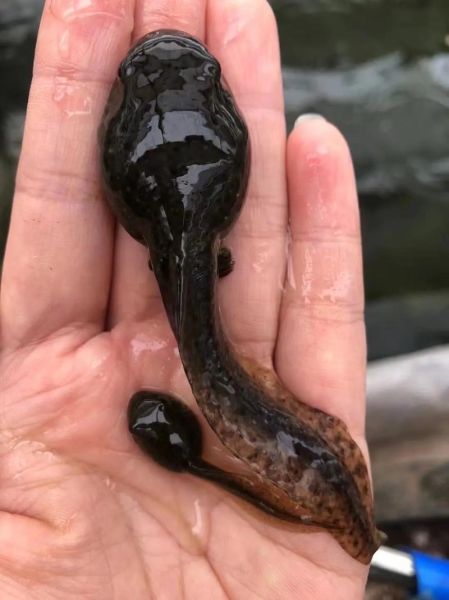 牛蛙图片大全大图_牛蛙高清图鉴怎么找-第2张图片-山城妙识