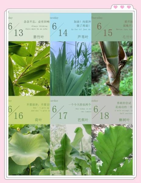 粽子叶是什么叶子做的_粽叶种类有哪些-第1张图片-山城妙识