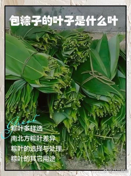 粽子叶是什么叶子做的_粽叶种类有哪些-第3张图片-山城妙识