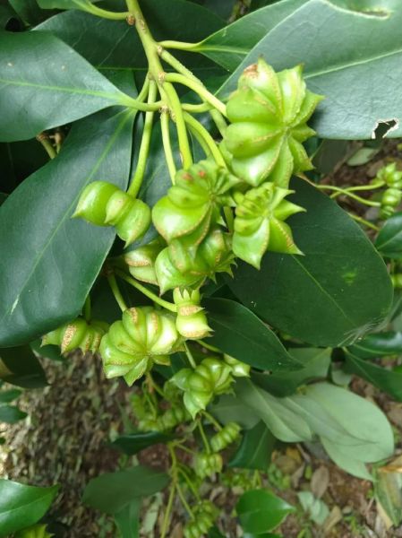 八角多少钱一斤_八角价格最新行情-第1张图片-山城妙识