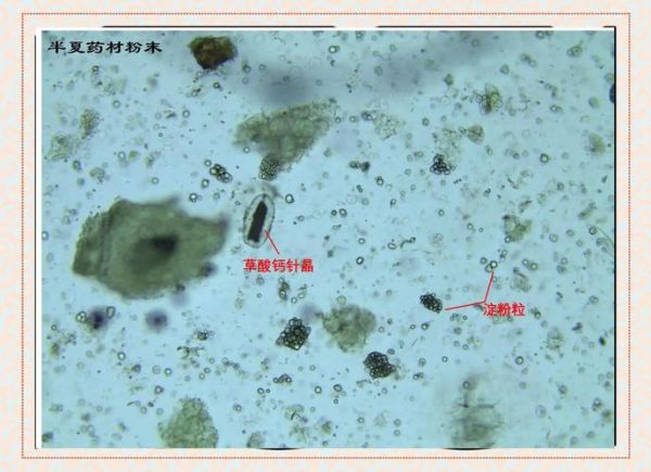 半夏图片_如何辨别真假-第3张图片-山城妙识