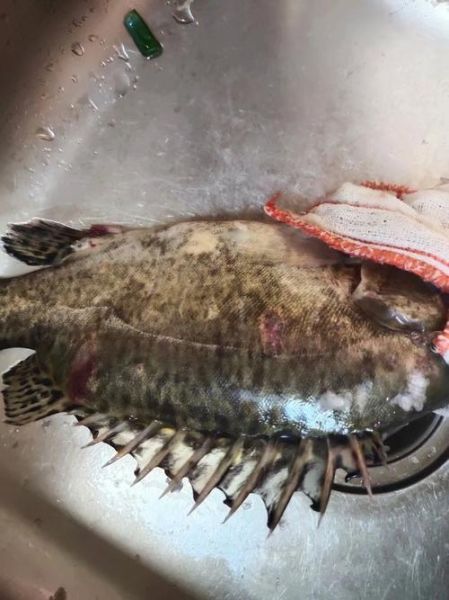 1斤多的桂鱼蒸多长时间_桂鱼蒸多久最佳口感-第3张图片-山城妙识