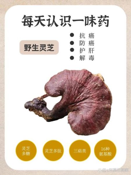 灵芝的副作用有哪些_灵芝的禁忌人群-第3张图片-山城妙识