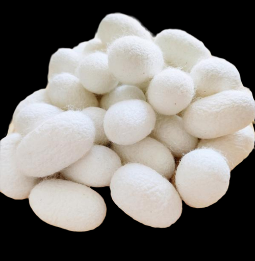 蚕茧多少钱一斤2021年_蚕茧价格走势-第2张图片-山城妙识