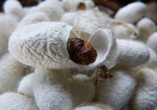 蚕茧多少钱一斤2021年_蚕茧价格走势-第3张图片-山城妙识