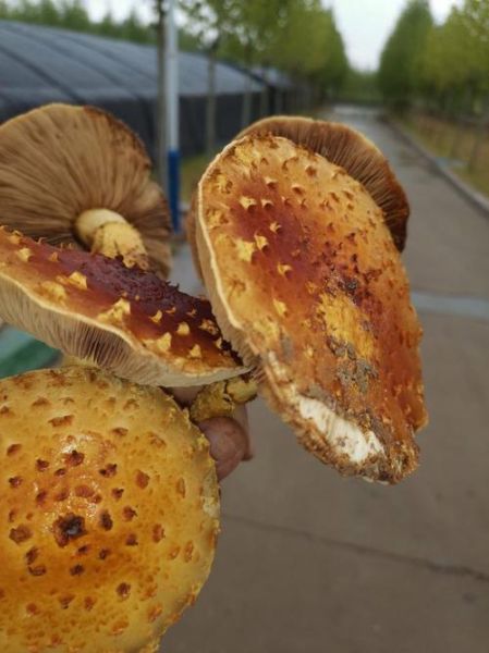 真姬菇价格多少钱一斤_真姬菇为什么这么贵-第3张图片-山城妙识