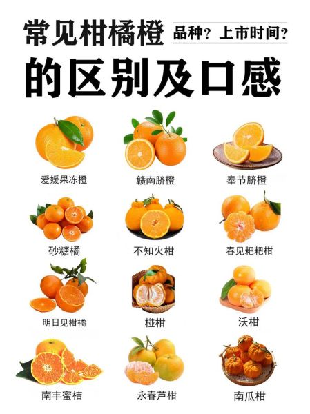 一天吃几个桔子_会上火吗-第1张图片-山城妙识