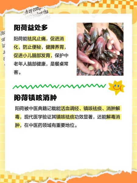 阳荷姜为什么没人种植_阳荷姜种植前景怎么样-第2张图片-山城妙识