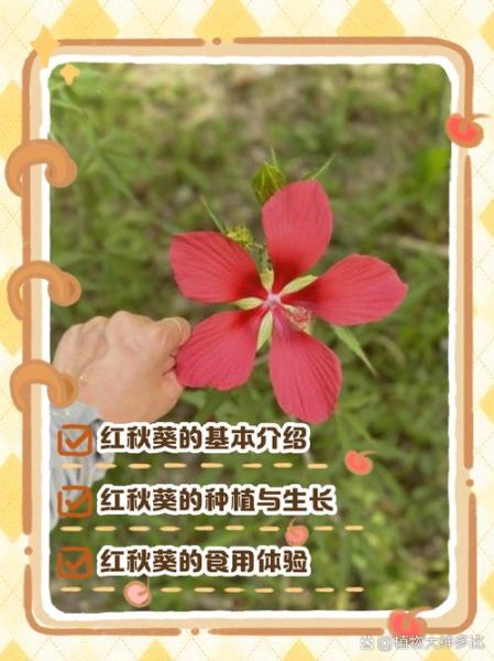 红秋葵的功效与作用_红秋葵怎么吃最营养-第2张图片-山城妙识 红秋葵的功效与作用_红秋葵怎么吃最营养-第2张图片-山城妙识