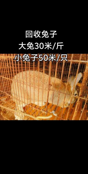 活兔多少钱一斤2021市场价_2021活兔价格行情-第2张图片-山城妙识 活兔多少钱一斤2021市场价_2021活兔价格行情-第2张图片-山城妙识