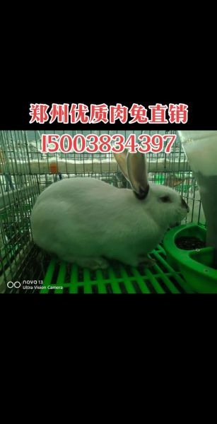 活兔多少钱一斤2021市场价_2021活兔价格行情-第3张图片-山城妙识 活兔多少钱一斤2021市场价_2021活兔价格行情-第3张图片-山城妙识