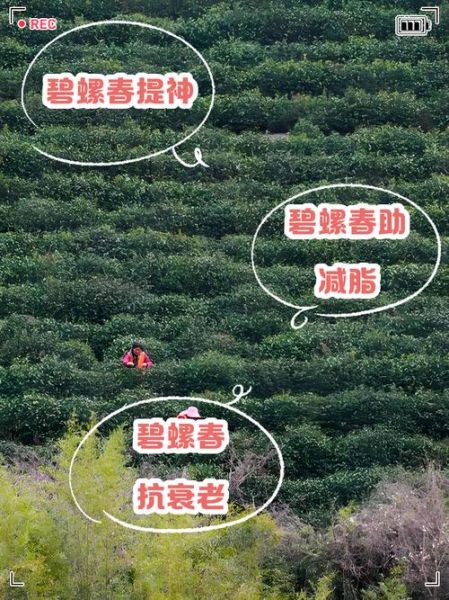 碧螺春的功效与作用_喝碧螺春有什么好处-第2张图片-山城妙识