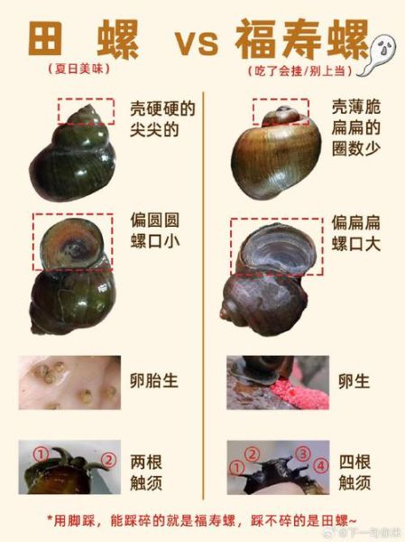 田螺和福寿螺的区别图_如何一眼区分-第3张图片-山城妙识