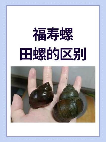 田螺和福寿螺的区别图_如何一眼区分-第2张图片-山城妙识