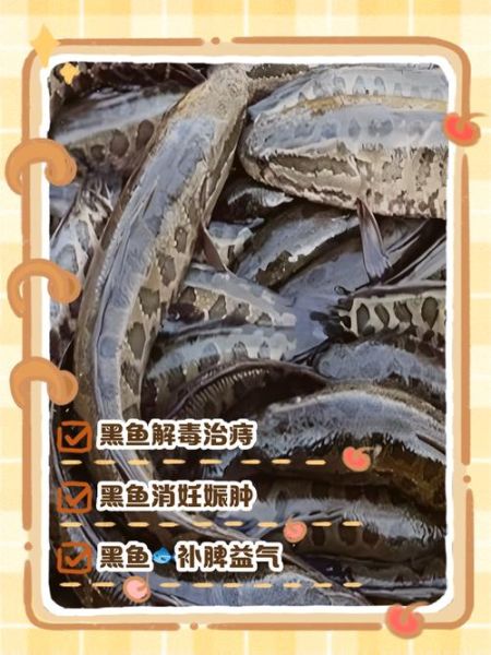 海黑鱼怎么做好吃_海黑鱼的家常做法窍门-第3张图片-山城妙识 海黑鱼怎么做好吃_海黑鱼的家常做法窍门-第3张图片-山城妙识