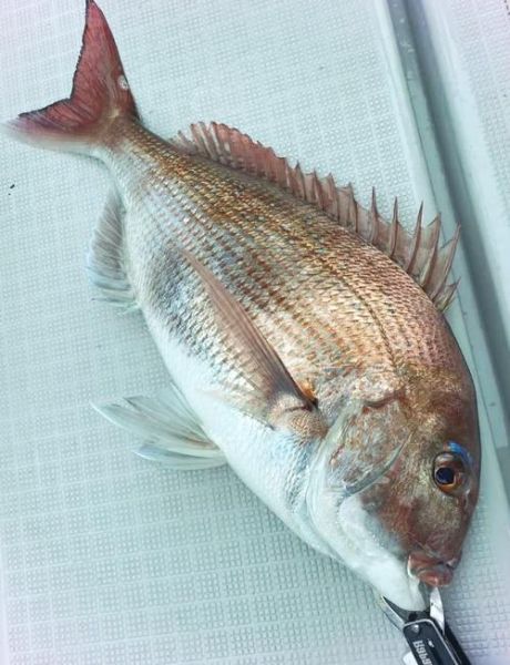 红鲷鱼是什么鱼_红鲷鱼多少钱一斤-第1张图片-山城妙识 红鲷鱼是什么鱼_红鲷鱼多少钱一斤-第1张图片-山城妙识