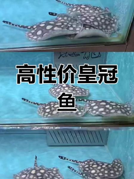 皇冠鱼图片_如何分辨公母-第1张图片-山城妙识 皇冠鱼图片_如何分辨公母-第1张图片-山城妙识