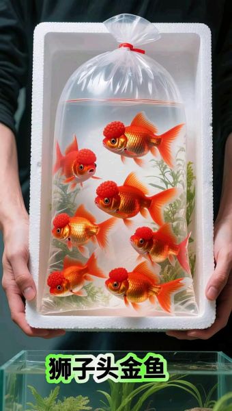 皇冠鱼图片_如何分辨公母-第2张图片-山城妙识 皇冠鱼图片_如何分辨公母-第2张图片-山城妙识