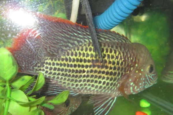 皇冠鱼图片_如何分辨公母-第3张图片-山城妙识 皇冠鱼图片_如何分辨公母-第3张图片-山城妙识