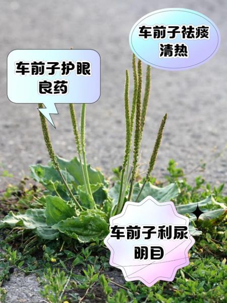 车前子泡水喝的功效与禁忌_车前子副作用有哪些-第2张图片-山城妙识 车前子泡水喝的功效与禁忌_车前子副作用有哪些-第2张图片-山城妙识