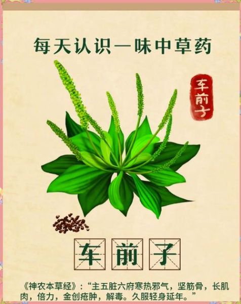 车前子泡水喝的功效与禁忌_车前子副作用有哪些-第3张图片-山城妙识 车前子泡水喝的功效与禁忌_车前子副作用有哪些-第3张图片-山城妙识