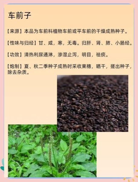 车前子泡水喝的功效与禁忌_车前子副作用有哪些-第1张图片-山城妙识 车前子泡水喝的功效与禁忌_车前子副作用有哪些-第1张图片-山城妙识