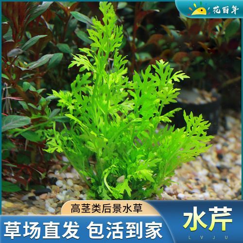 水芹水草怎么养_水芹水草多久换一次水-第1张图片-山城妙识