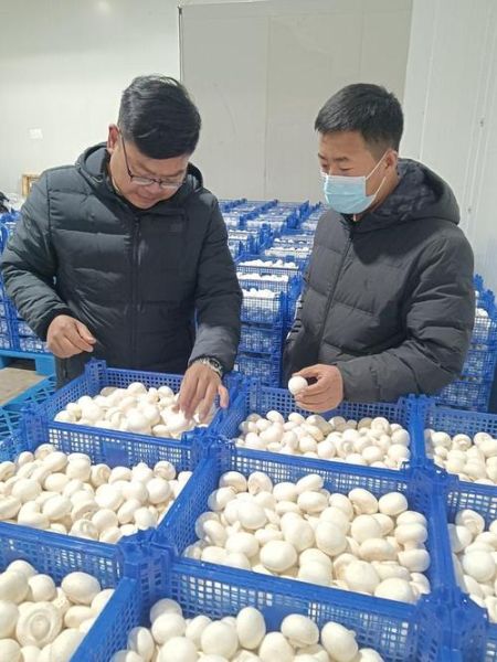 双孢蘑菇种植技术_如何提高产量与品质-第1张图片-山城妙识