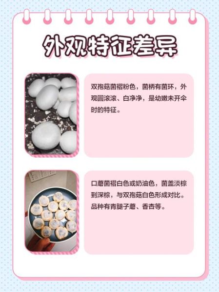 双孢蘑菇种植技术_如何提高产量与品质-第3张图片-山城妙识