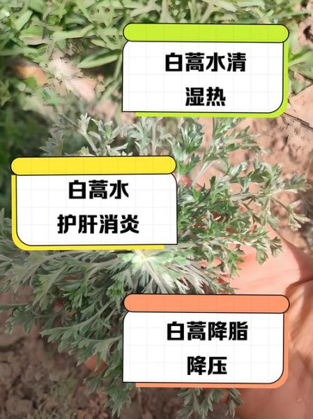 女人喝白蒿有什么好处_白蒿泡水喝的禁忌-第1张图片-山城妙识