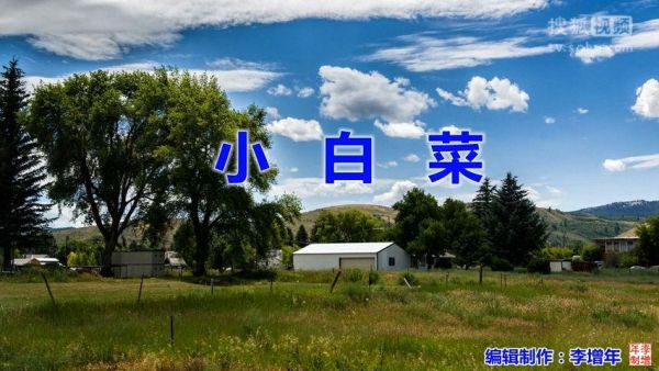 小白菜儿歌背后的故事_为什么小白菜这么感人-第1张图片-山城妙识