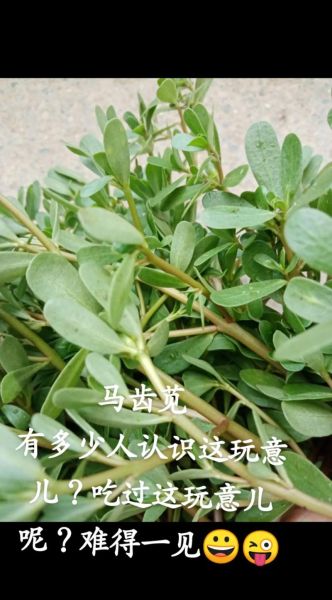 马齿苋治白发有效吗_马齿苋怎么吃治白发-第2张图片-山城妙识 马齿苋治白发有效吗_马齿苋怎么吃治白发-第2张图片-山城妙识