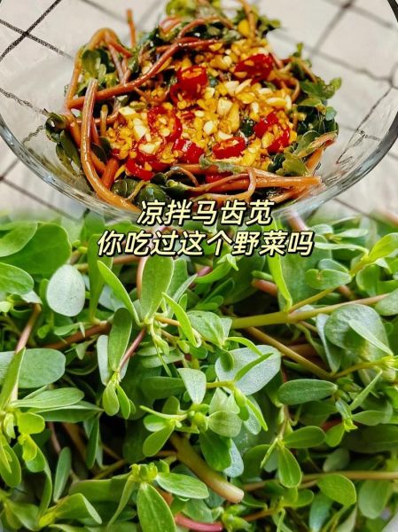 马齿苋治白发有效吗_马齿苋怎么吃治白发-第3张图片-山城妙识 马齿苋治白发有效吗_马齿苋怎么吃治白发-第3张图片-山城妙识