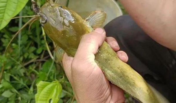 塘鲺鱼怎么杀_塘鲺鱼宰杀技巧-第1张图片-山城妙识