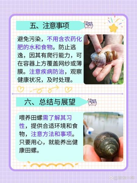 田螺吃什么食物_田螺怎么养才肥-第1张图片-山城妙识