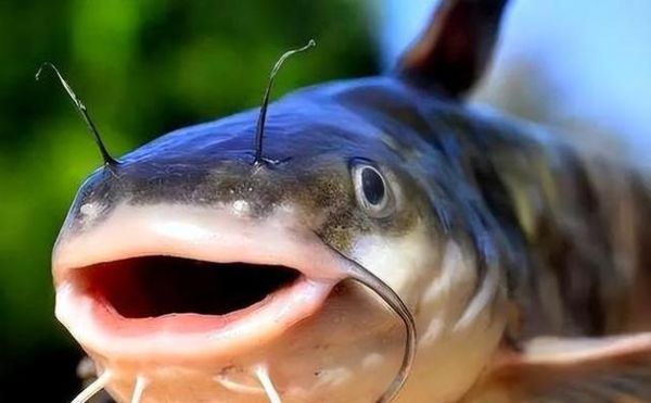 塘鲺鱼怎么杀_塘鲺鱼宰杀技巧-第3张图片-山城妙识