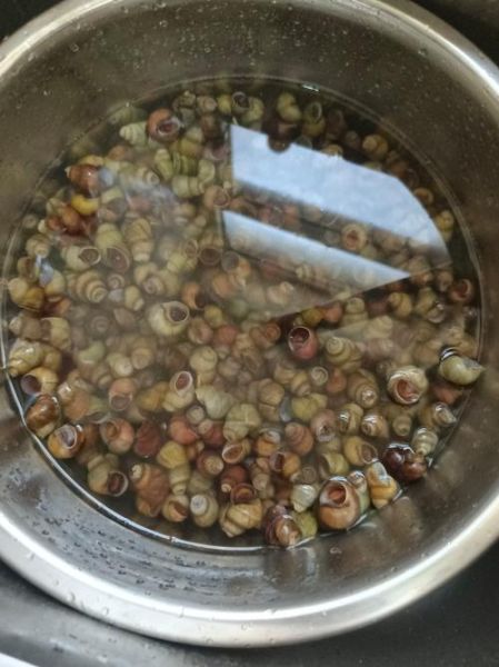 田螺吃什么食物_田螺怎么养才肥-第2张图片-山城妙识