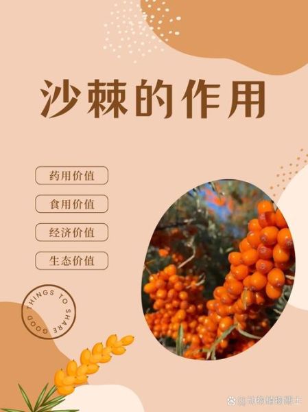 沙棘的功效与作用_沙棘怎么吃效果最好-第3张图片-山城妙识 沙棘的功效与作用_沙棘怎么吃效果最好-第3张图片-山城妙识